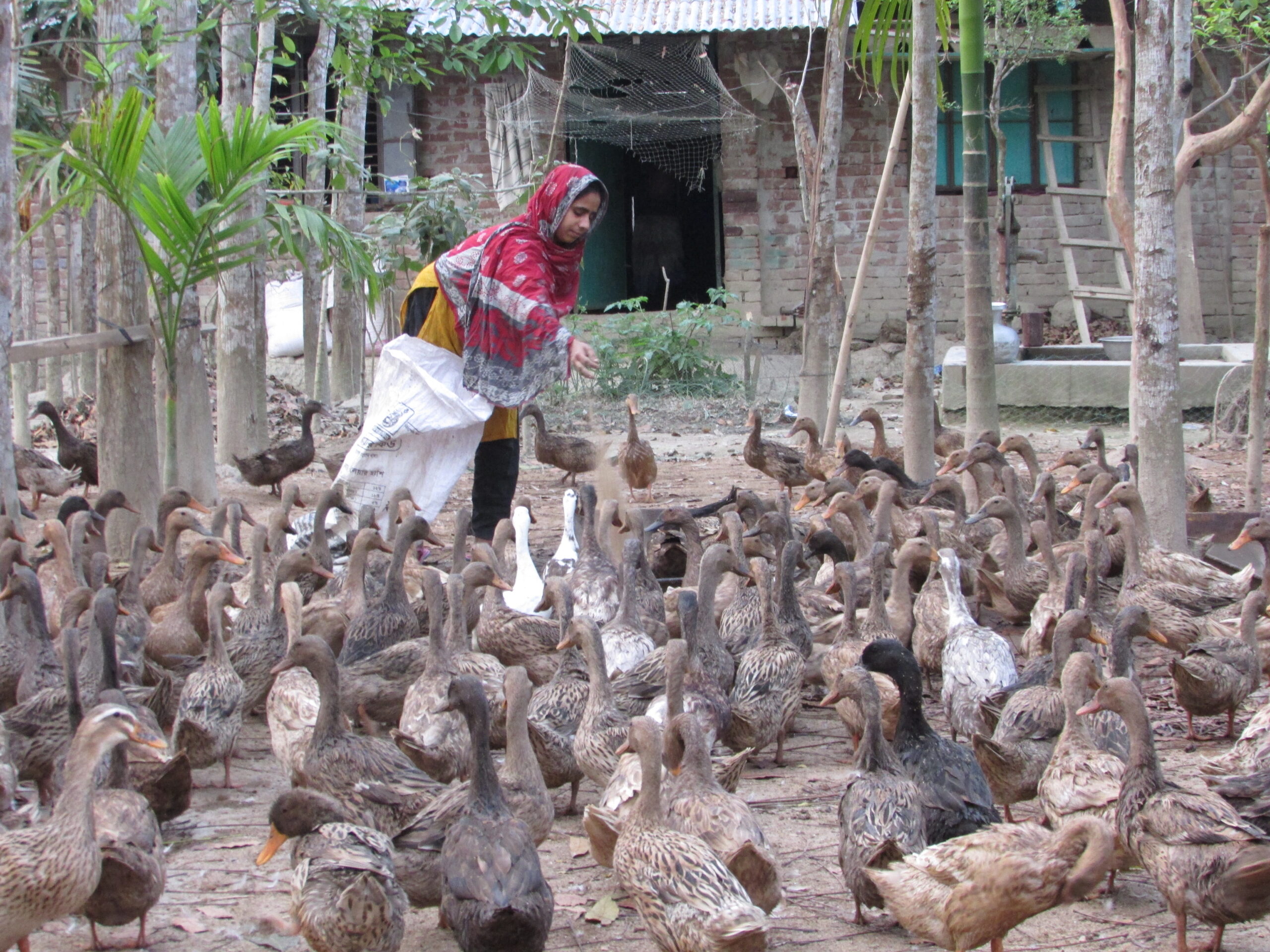 Background Story - ICDA